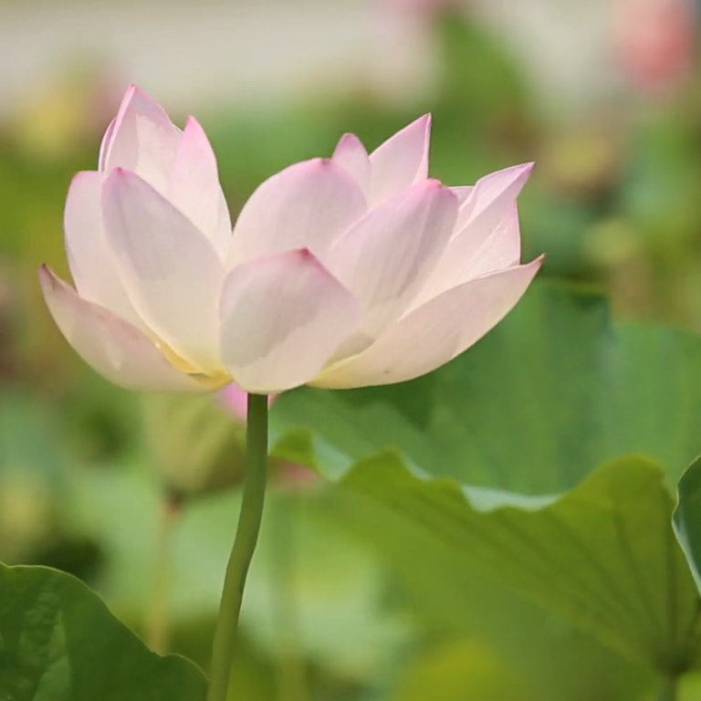 SMCR Resources - Policy and Compliance - PIMFA